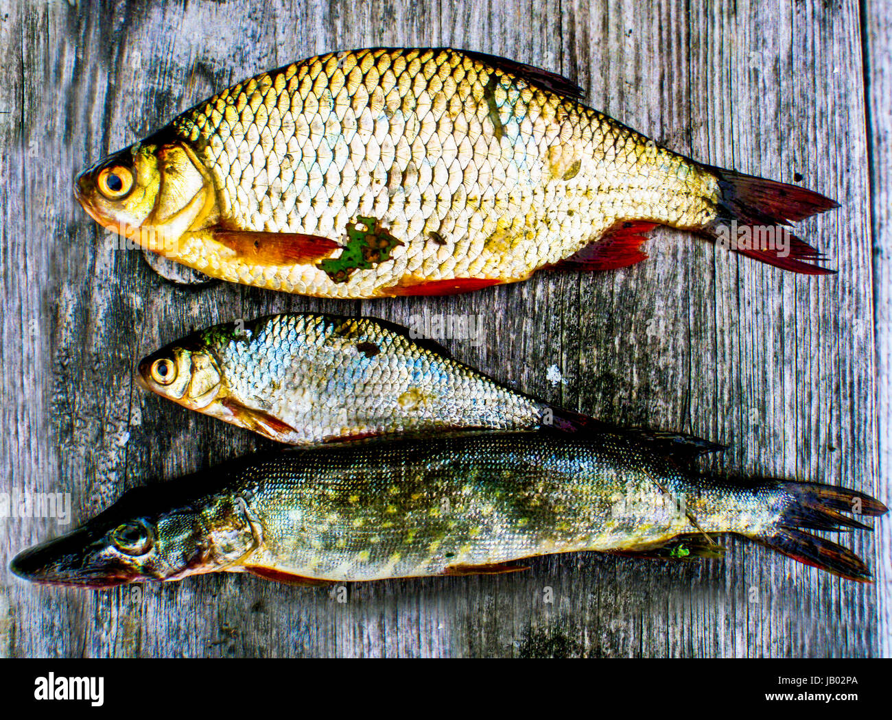 Fresh water fish Stock Photo - Alamy