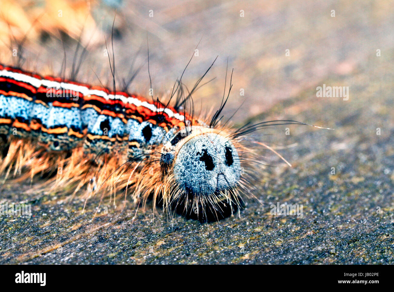 Bright colored caterpillar Stock Photo - Alamy