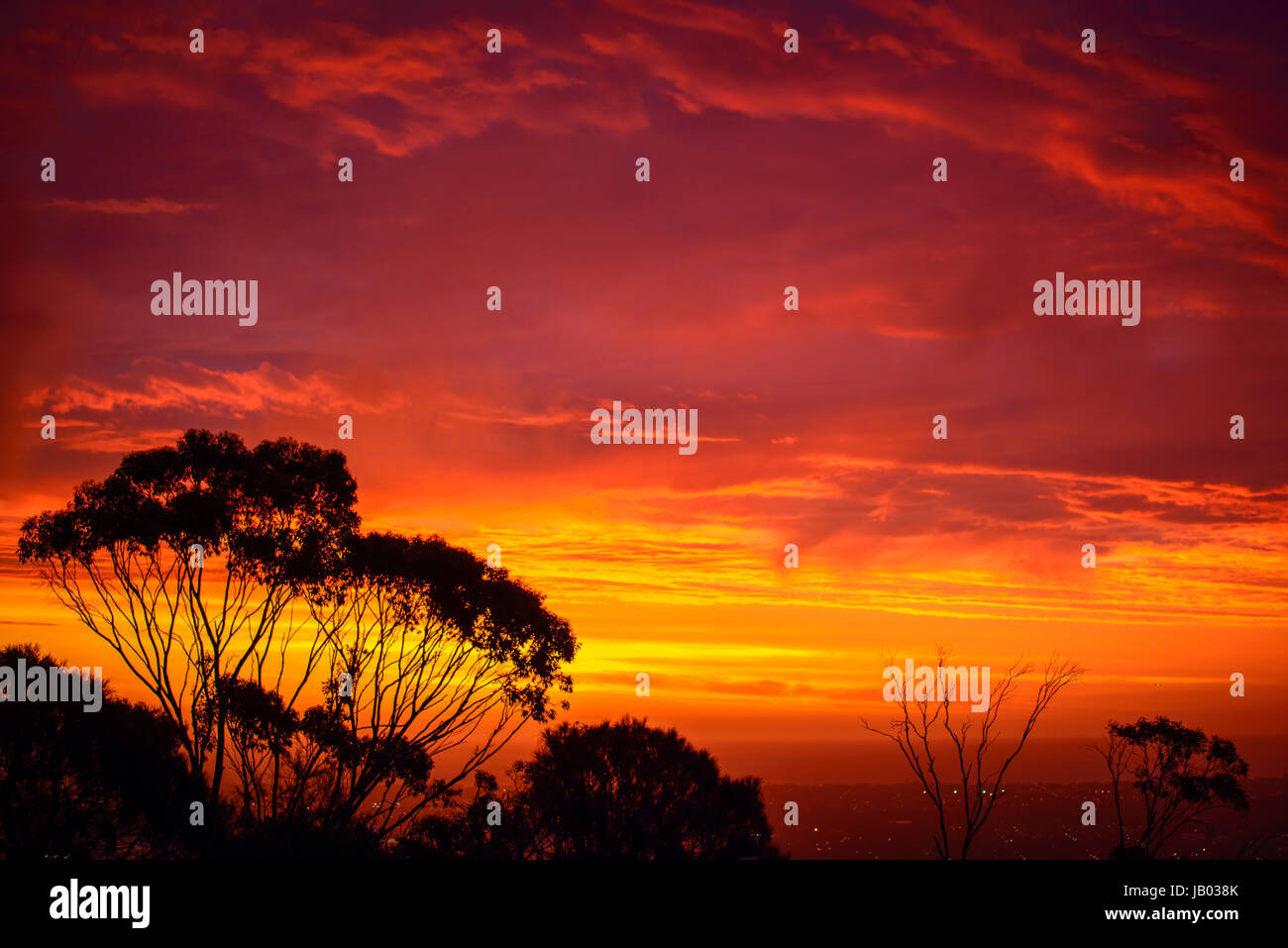 Australian gumtrees hi-res stock photography and images - Alamy