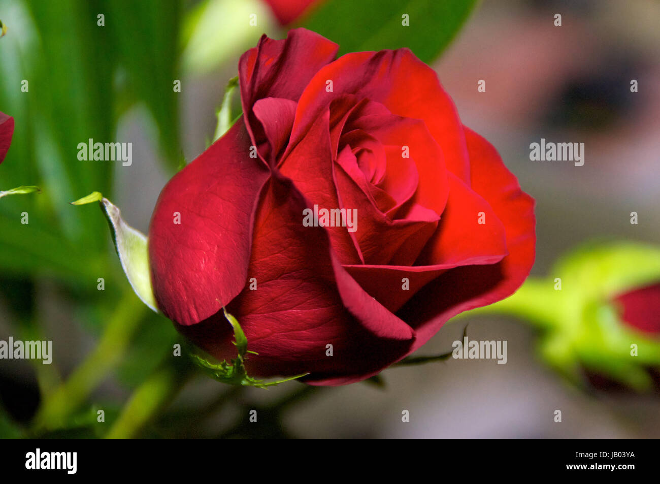 A single red rose up close with leaves in the background, partially ...