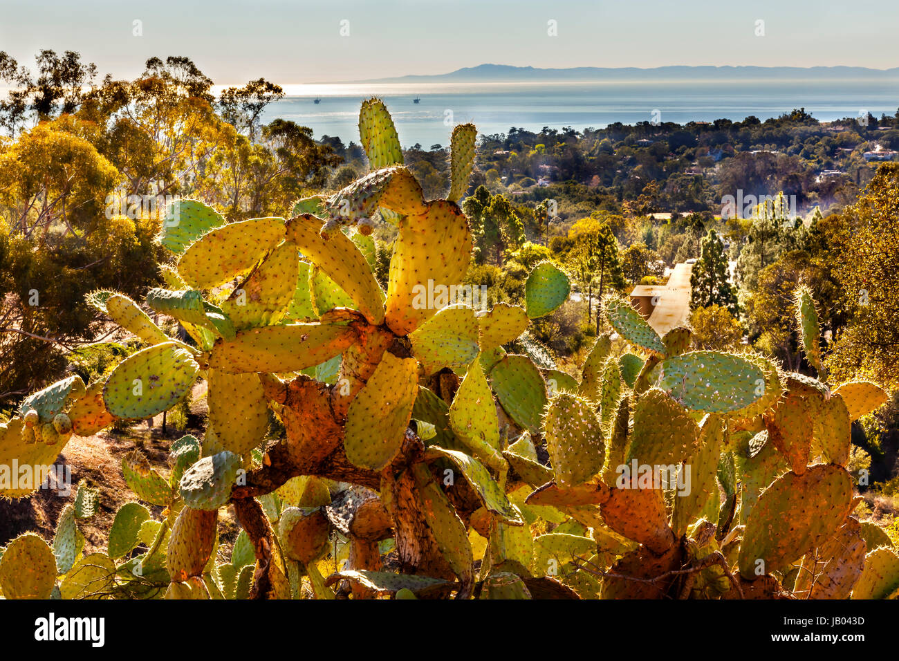Prickly Pear Cactus Opuntua Ficus-Indicia Morning Pacific Oecan View ...