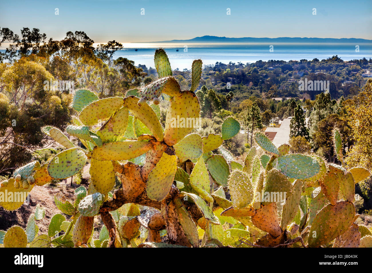 Prickly Pear Cactus Opuntua Ficus-Indicia Morning Pacific Oecan View ...