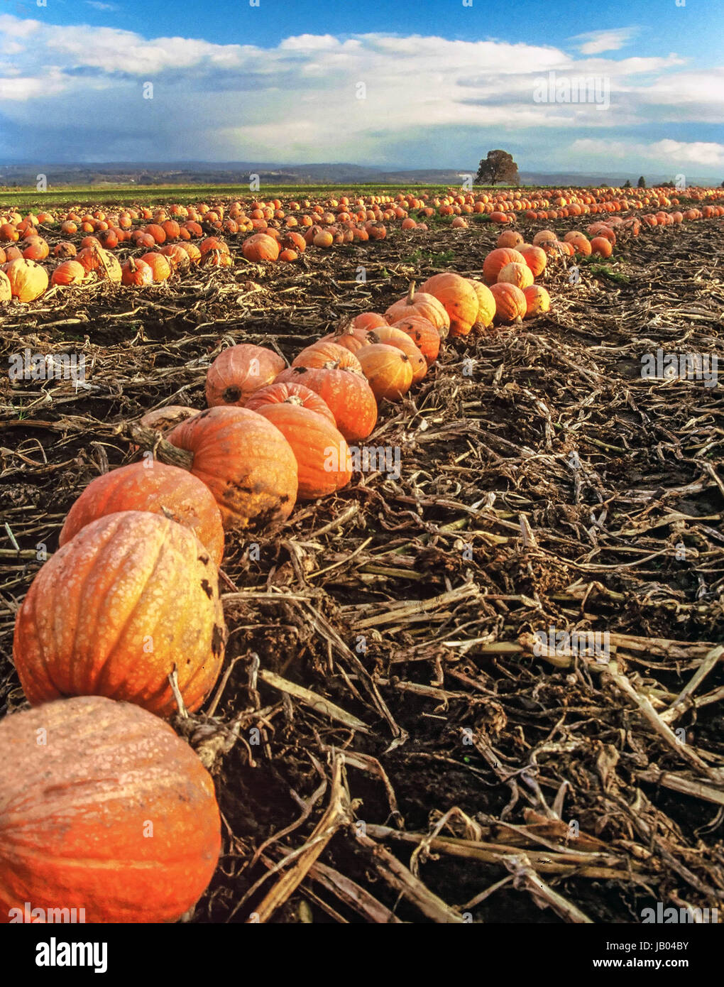 Field of pumpkins lined up ready to harvest. Low light gives warm glow ...
