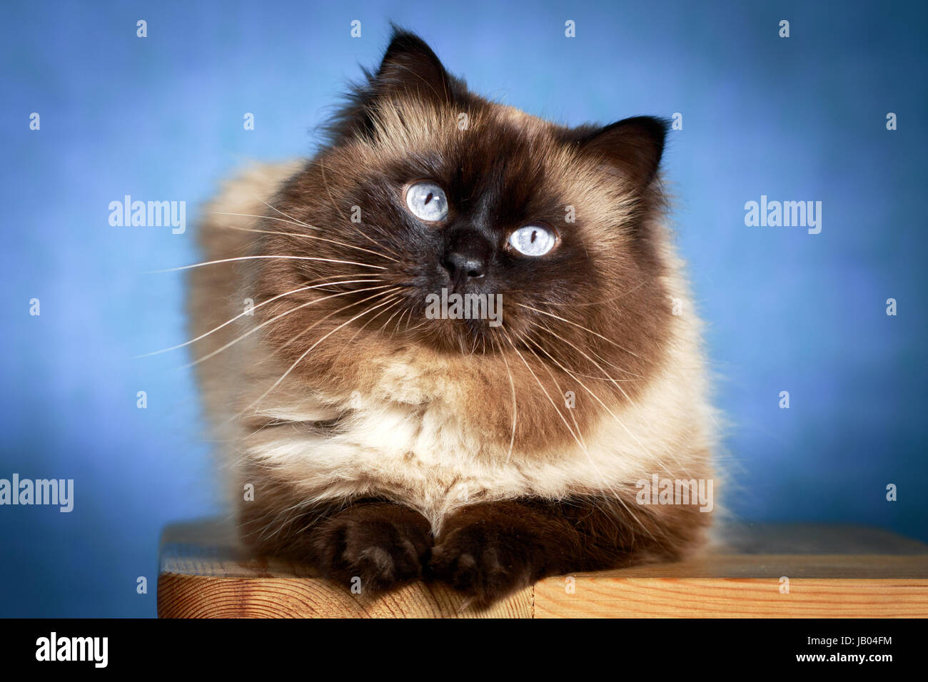 Colourpoint cat hi-res stock photography and images - Alamy