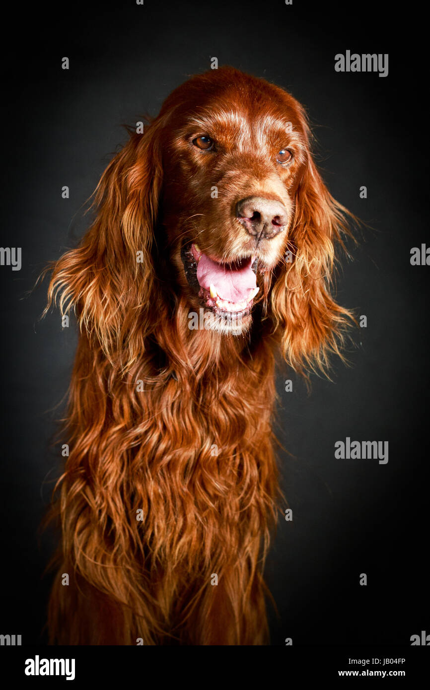 Red irish setter dog Stock Photo - Alamy