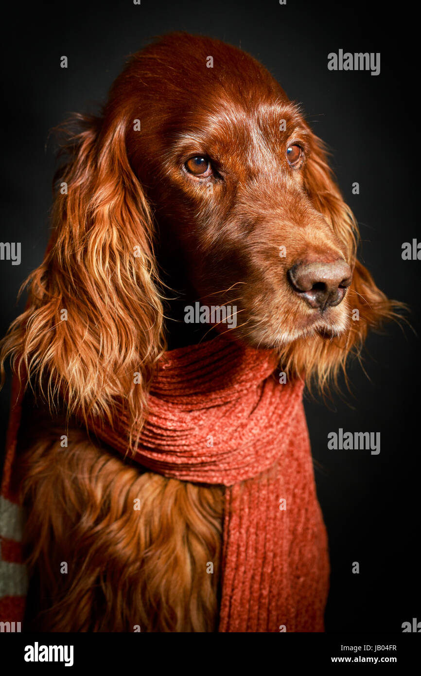 Red irish setter dog Stock Photo - Alamy