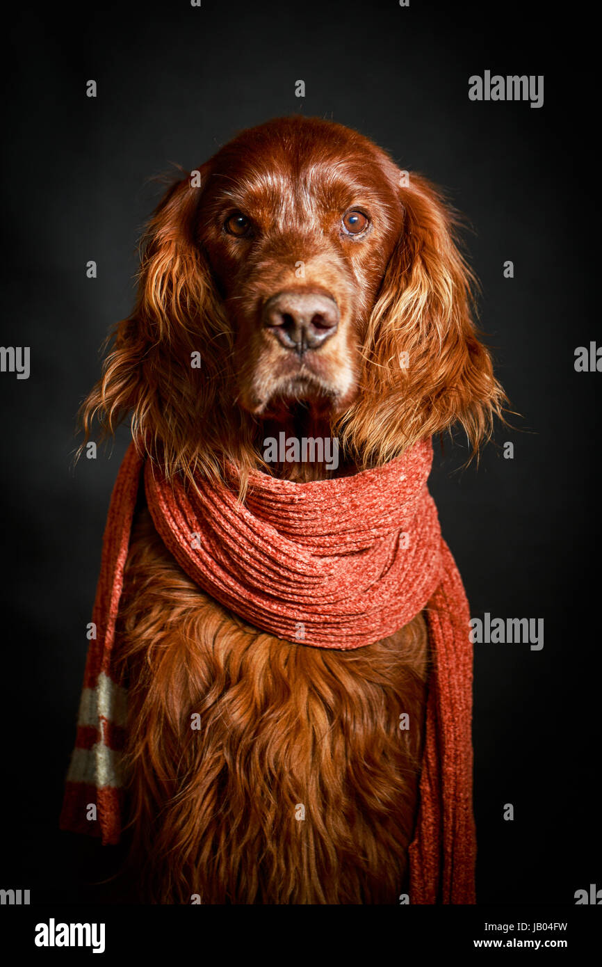 Red irish setter dog Stock Photo - Alamy