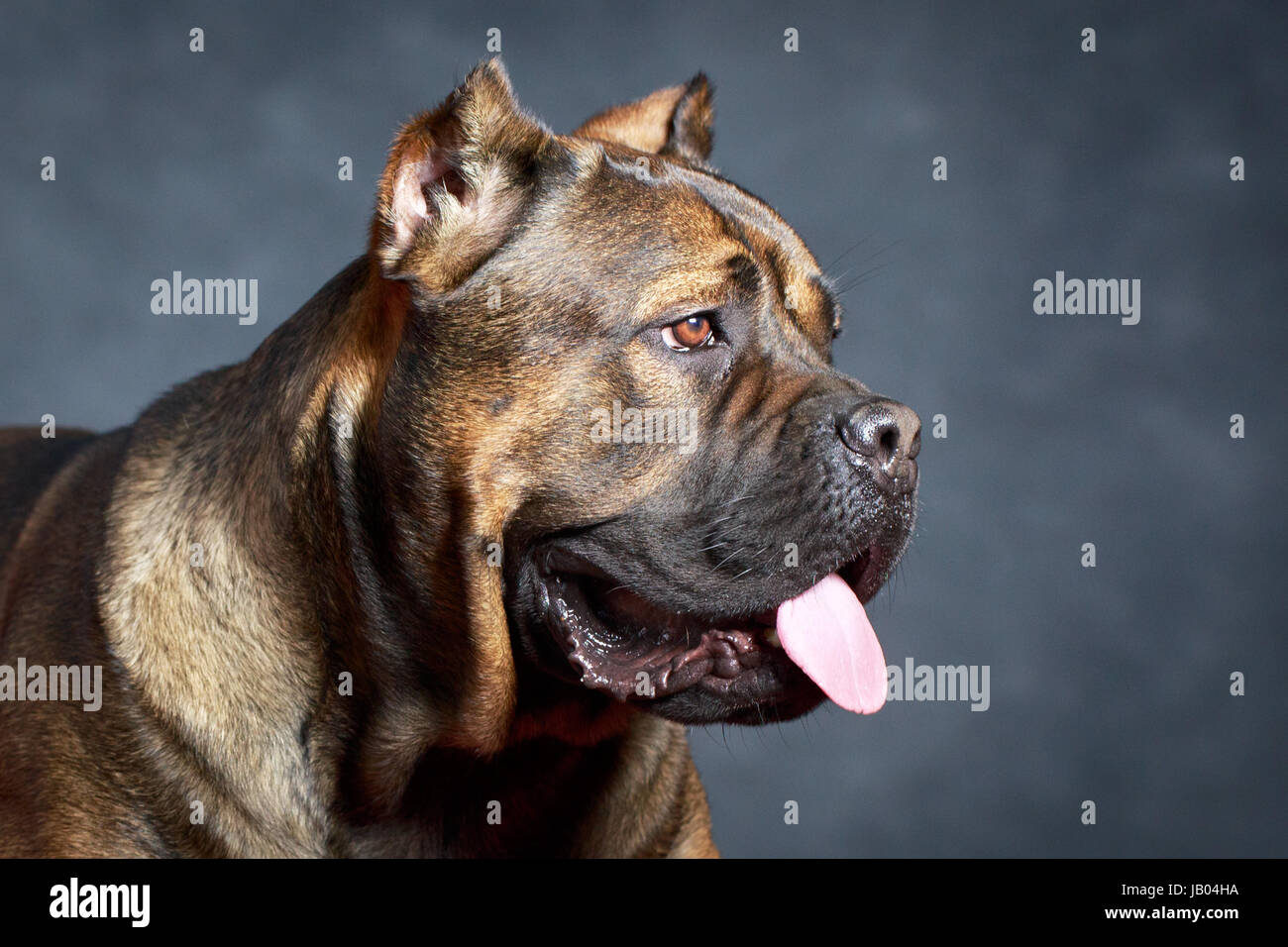 brown Cane Corso dog Stock Photo - Alamy