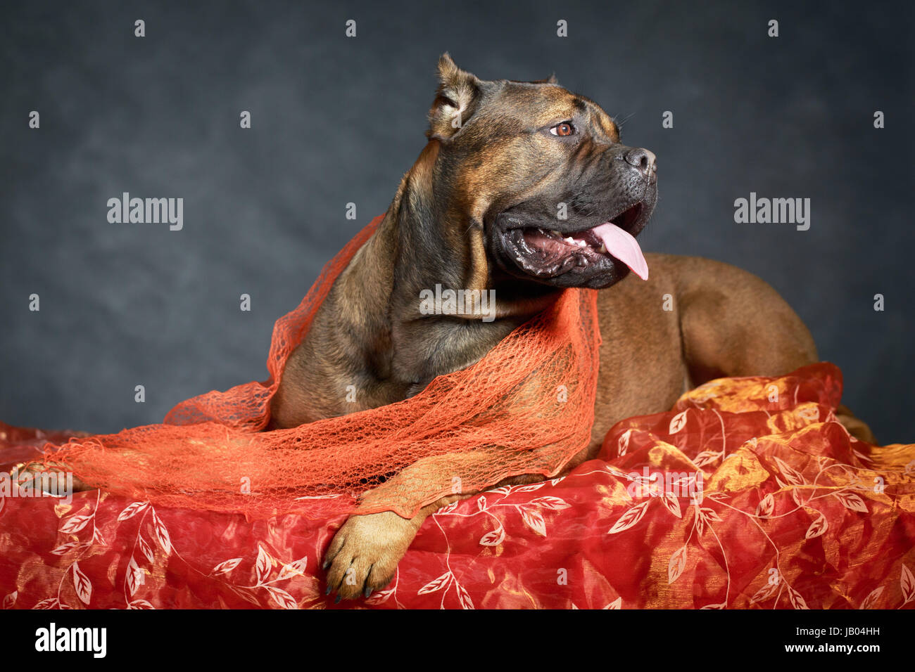 brown Cane Corso dog Stock Photo - Alamy