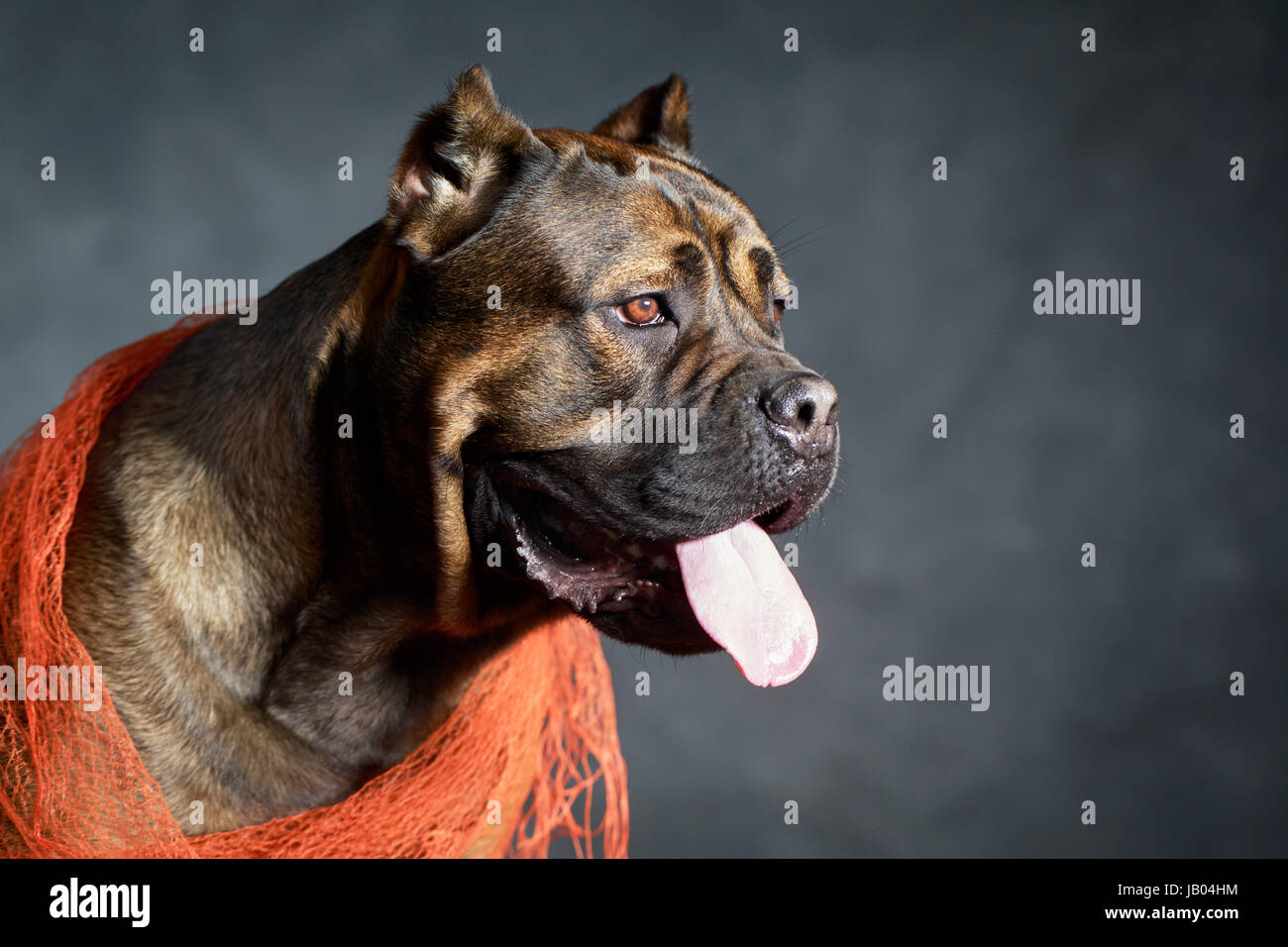 brown Cane Corso dog Stock Photo - Alamy