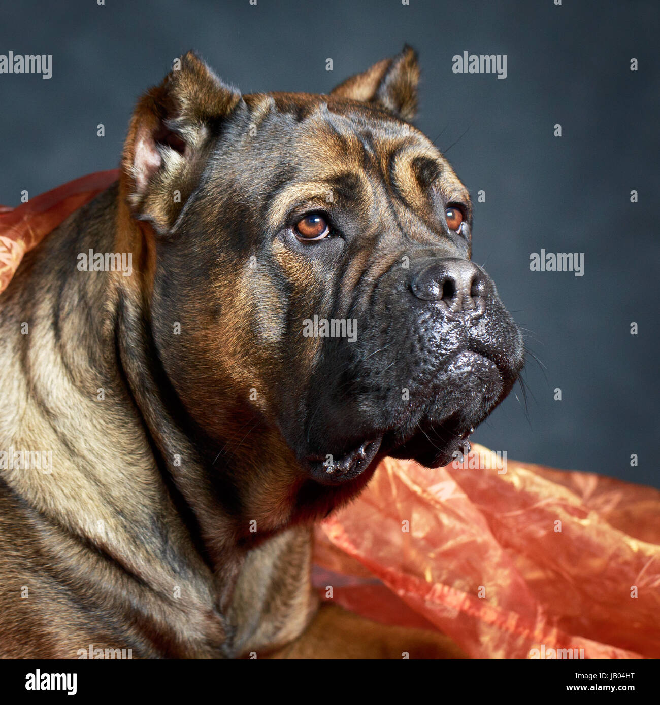 brown Cane Corso dog Stock Photo - Alamy
