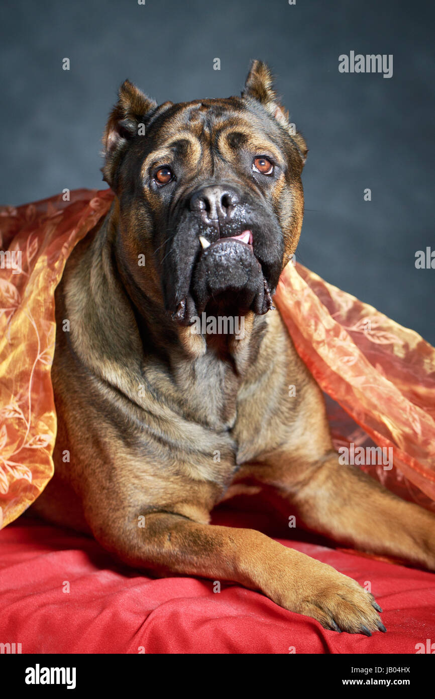 brown Cane Corso dog Stock Photo - Alamy