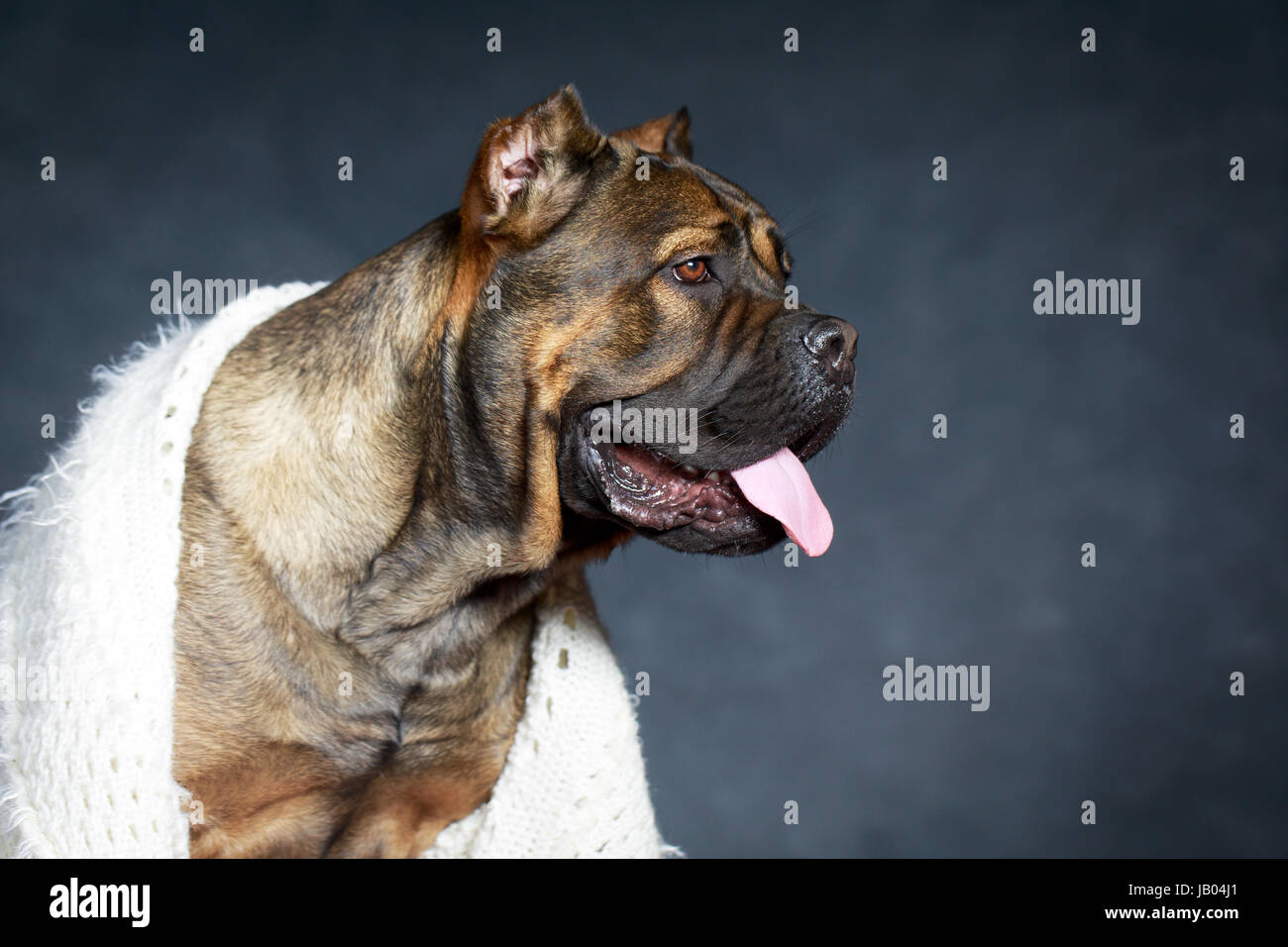brown Cane Corso dog Stock Photo - Alamy