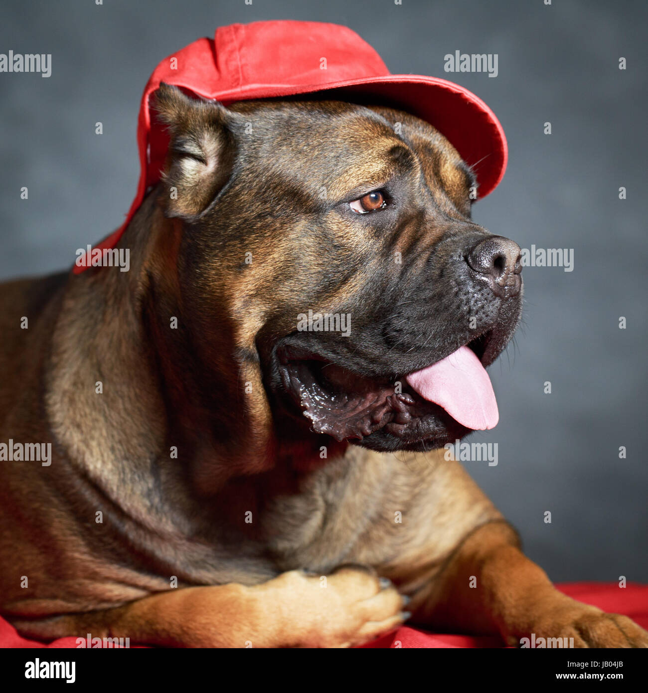 brown Cane Corso dog Stock Photo - Alamy
