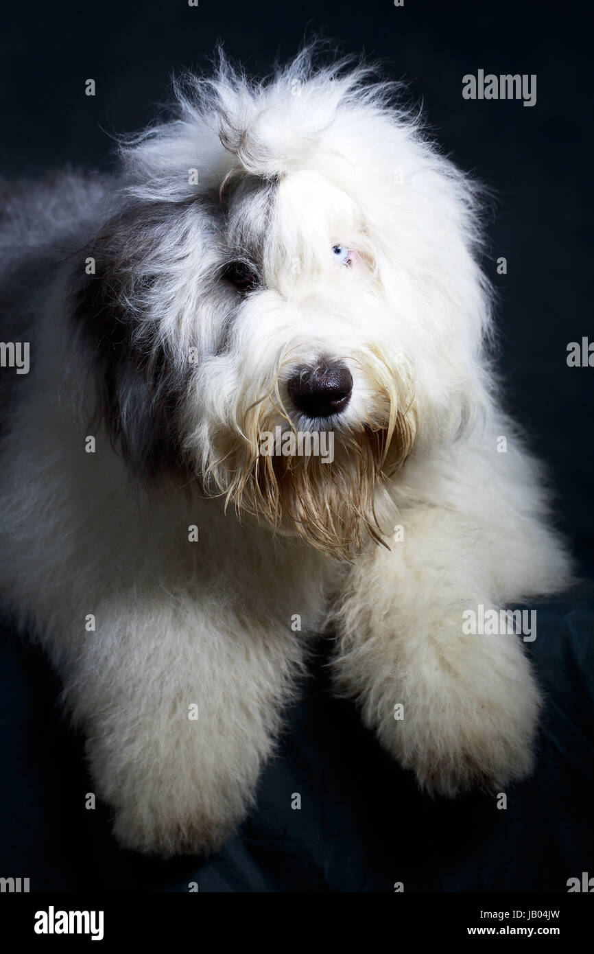 Old english shepherd dog studio hi-res stock photography and images - Alamy