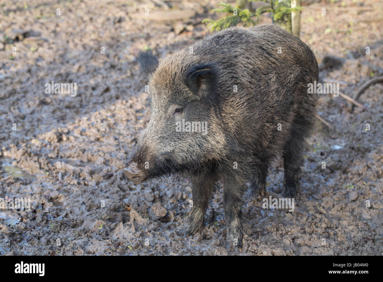 Europaisches wildschwein hi-res stock photography and images - Alamy