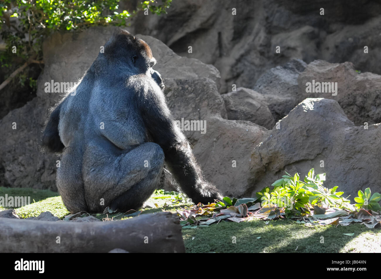 King grumpy hi-res stock photography and images - Alamy