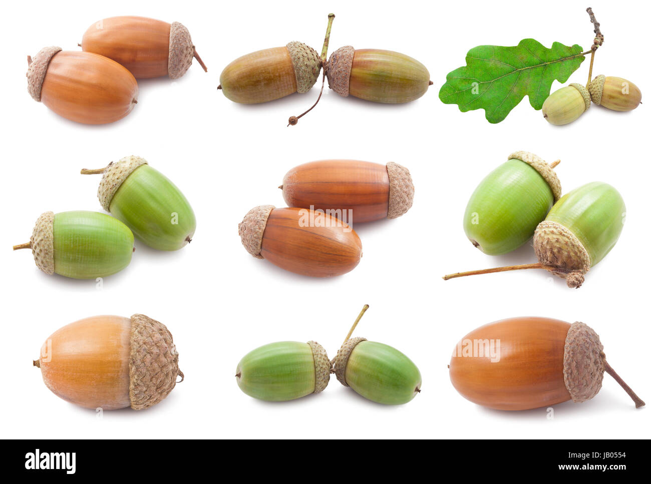 Beautiful macro photos of acorns, isolated on white background Stock ...