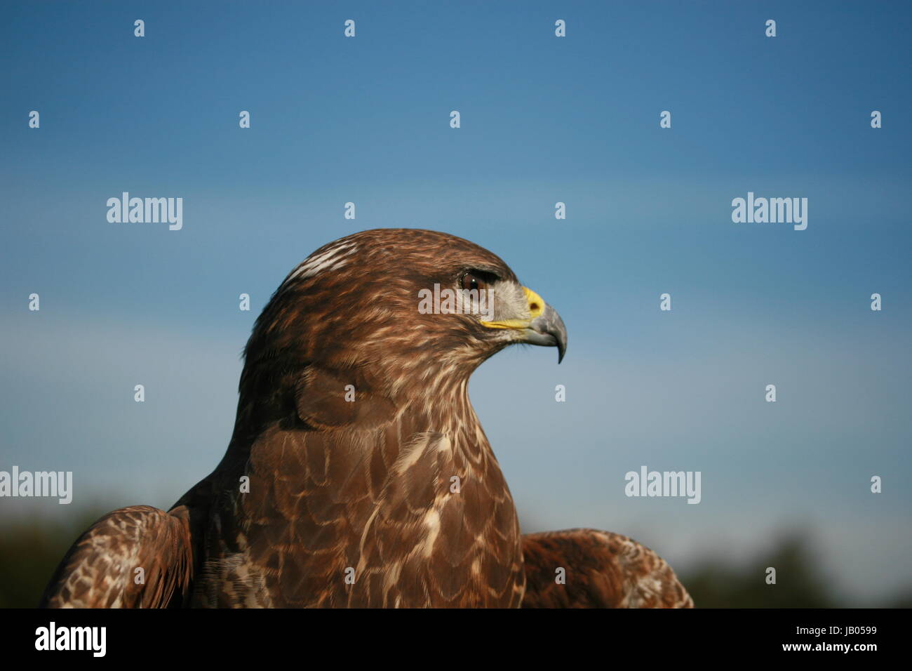 Close up view common buzzard hi-res stock photography and images - Alamy