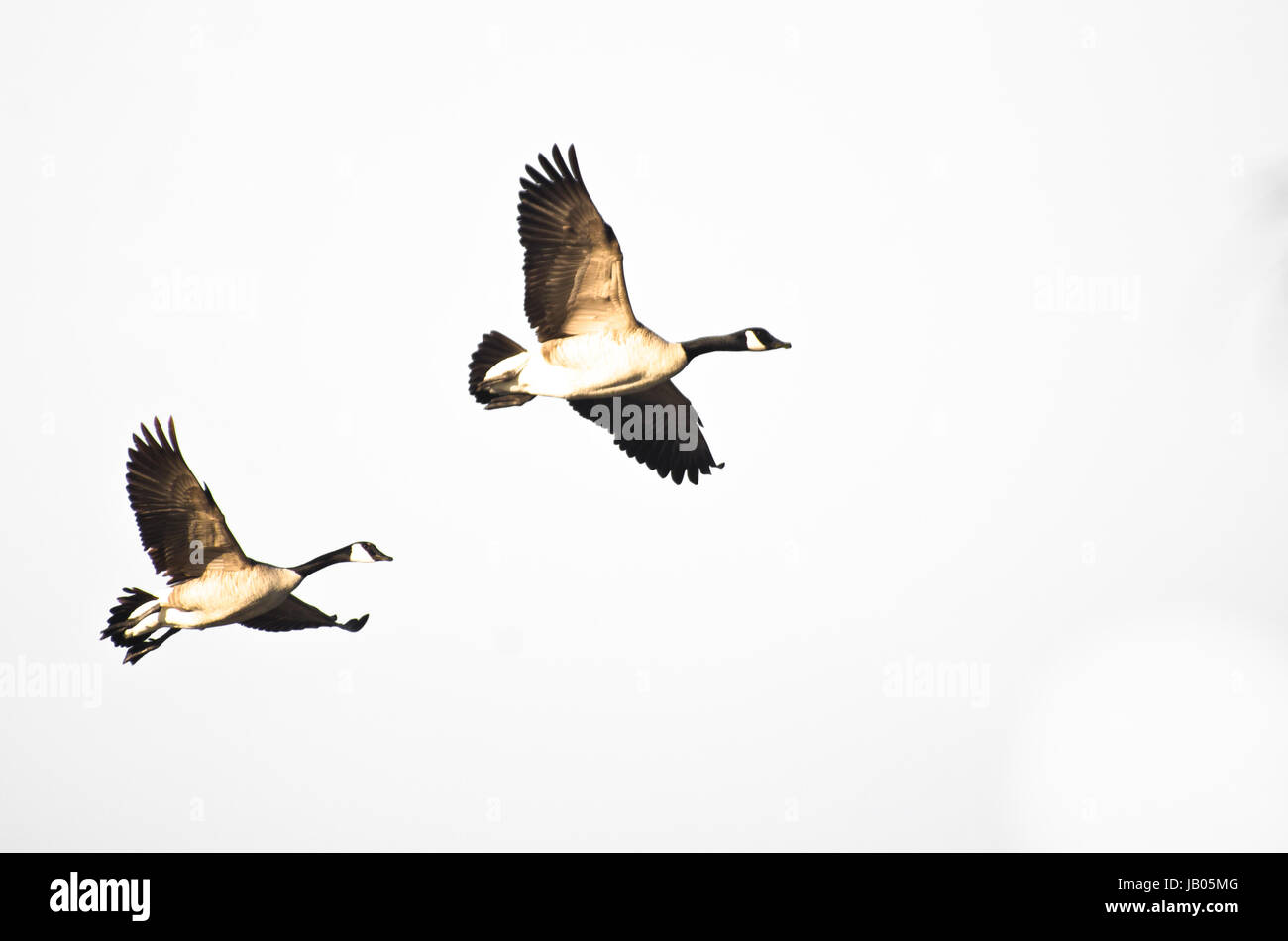 Canada Geese Flying Against a White Background Stock Photo - Alamy