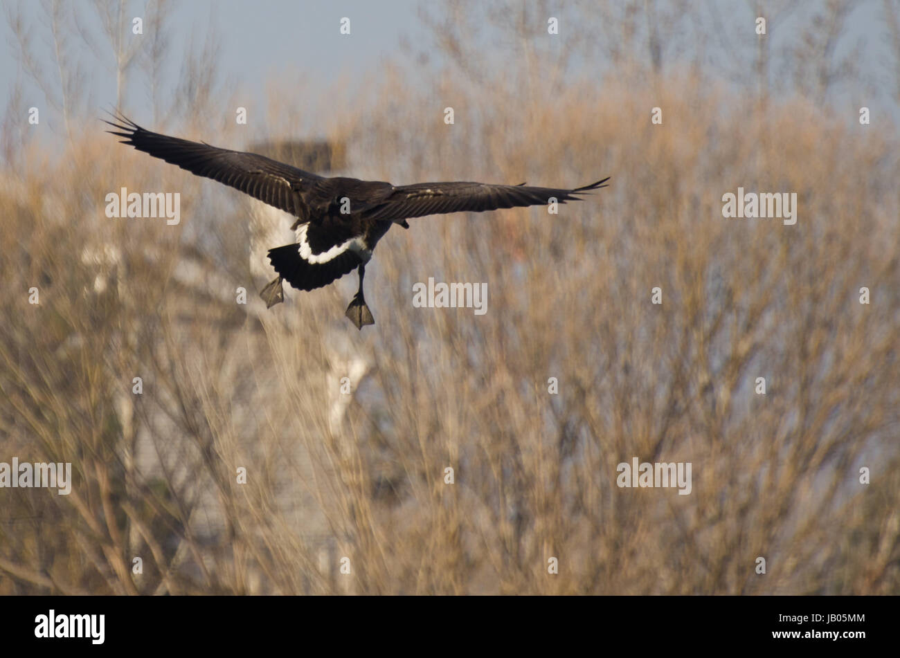 Canada Goose Coming in for Landing Stock Photo - Alamy