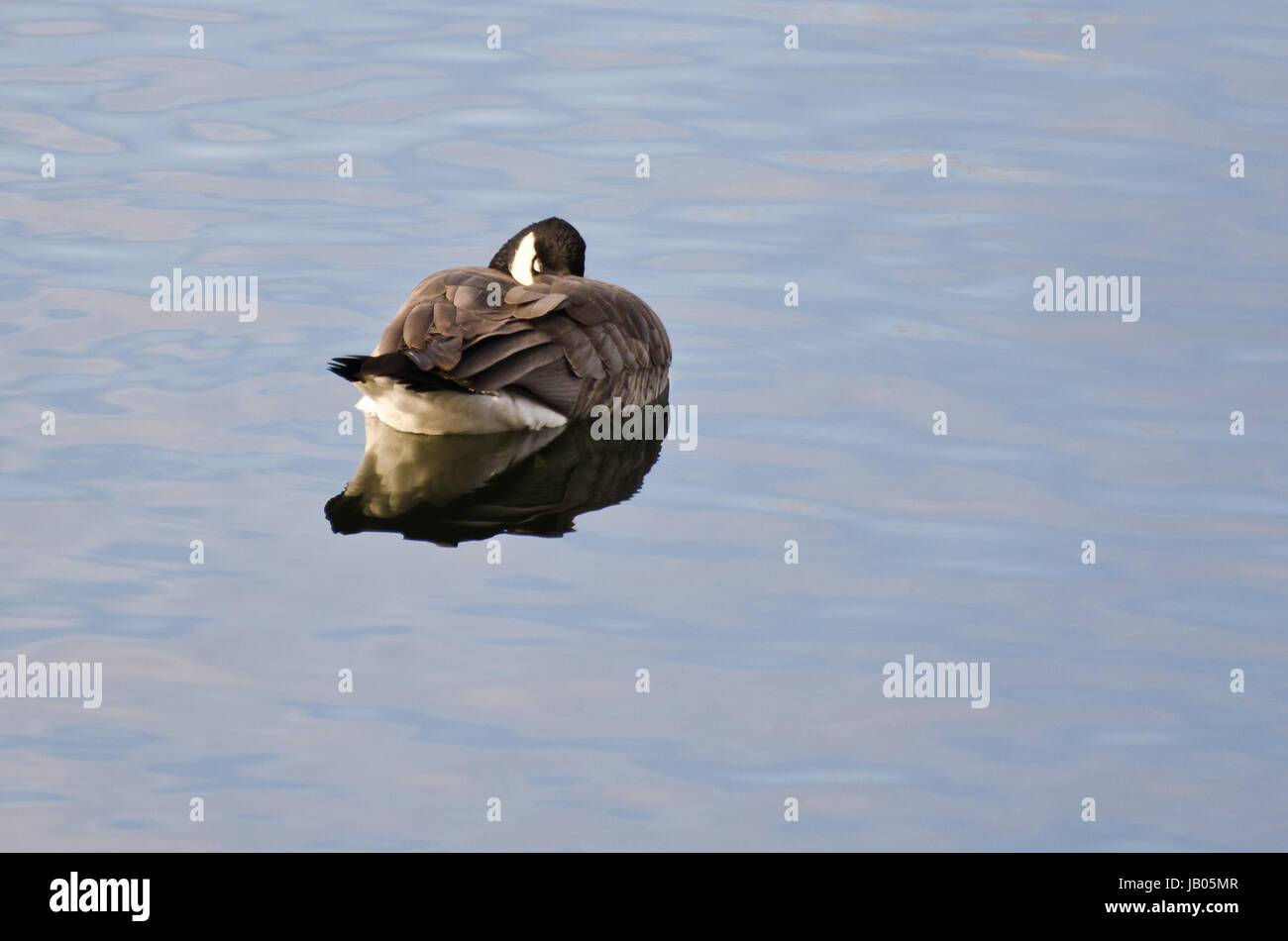 Canada Geese Sleeping on the Water Stock Photo - Alamy