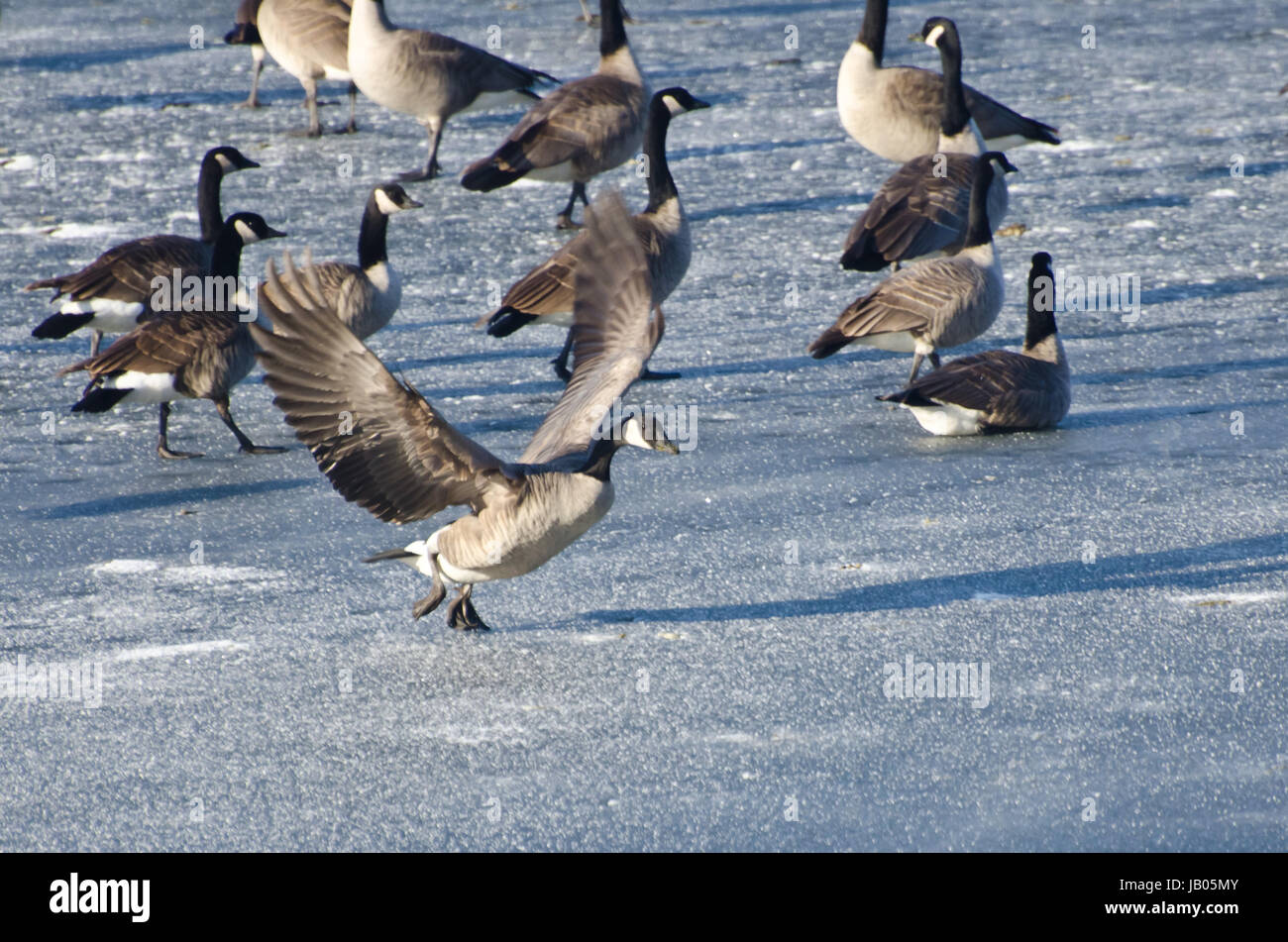 Canada Goose Taking Off From Frozen Lake Stock Photo - Alamy