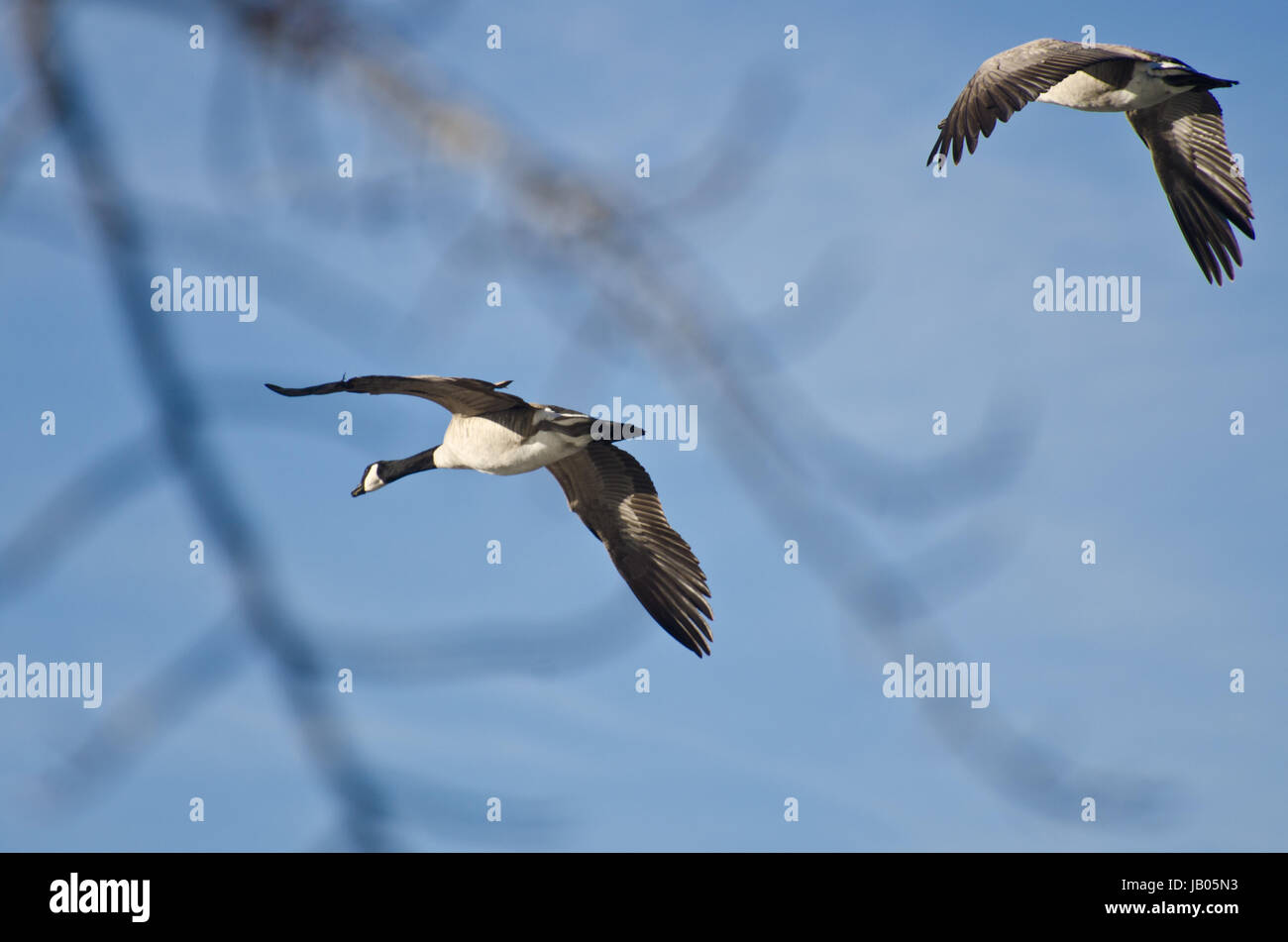 Two Canada Geese Flying Above the Trees Stock Photo - Alamy