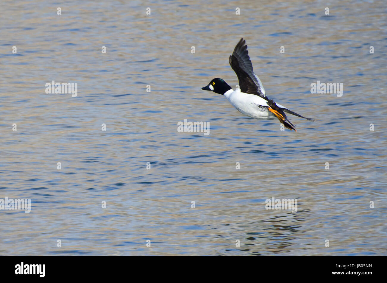 Common Goldeneye Taking to Flight from the Water Stock Photo - Alamy