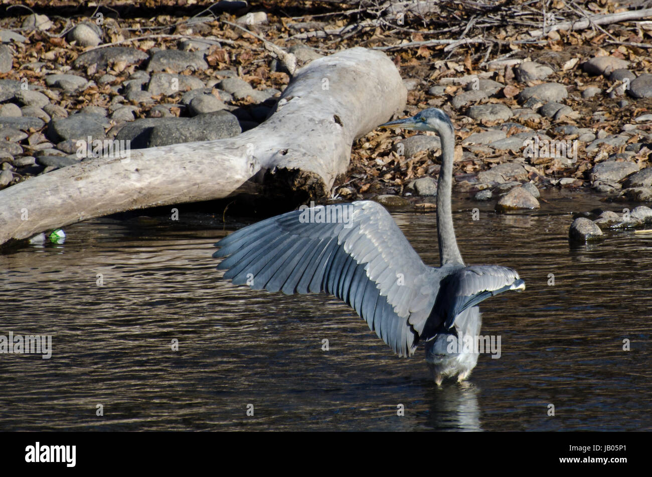 Great Blue Heron Hunting in a River Stock Photo - Alamy
