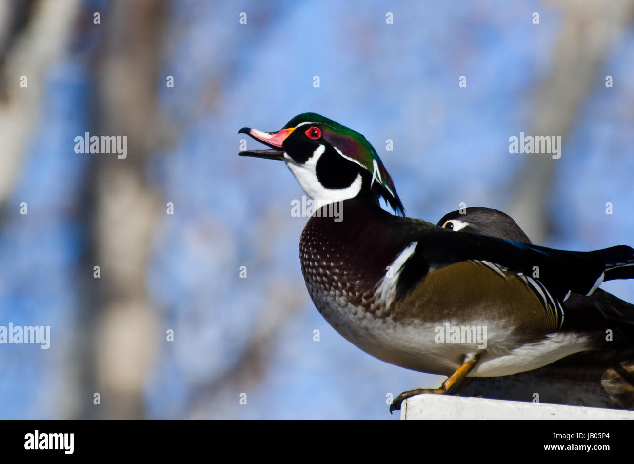 Male Wood Duck Calling Stock Photo - Alamy