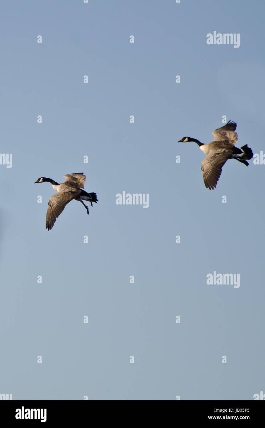 Two Canada Geese Coming in for Landing Stock Photo - Alamy