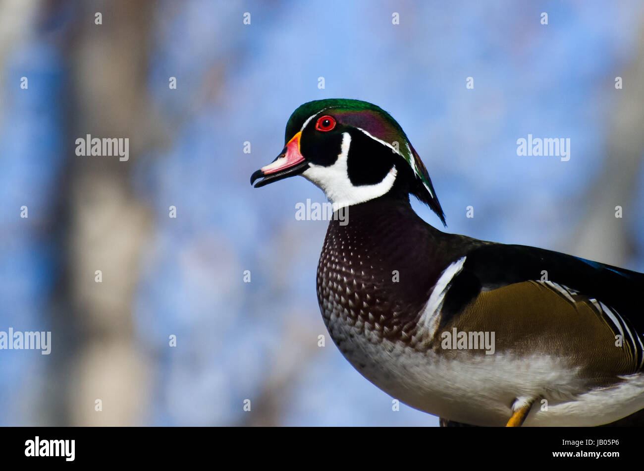 Male Wood Duck Profile Stock Photo - Alamy
