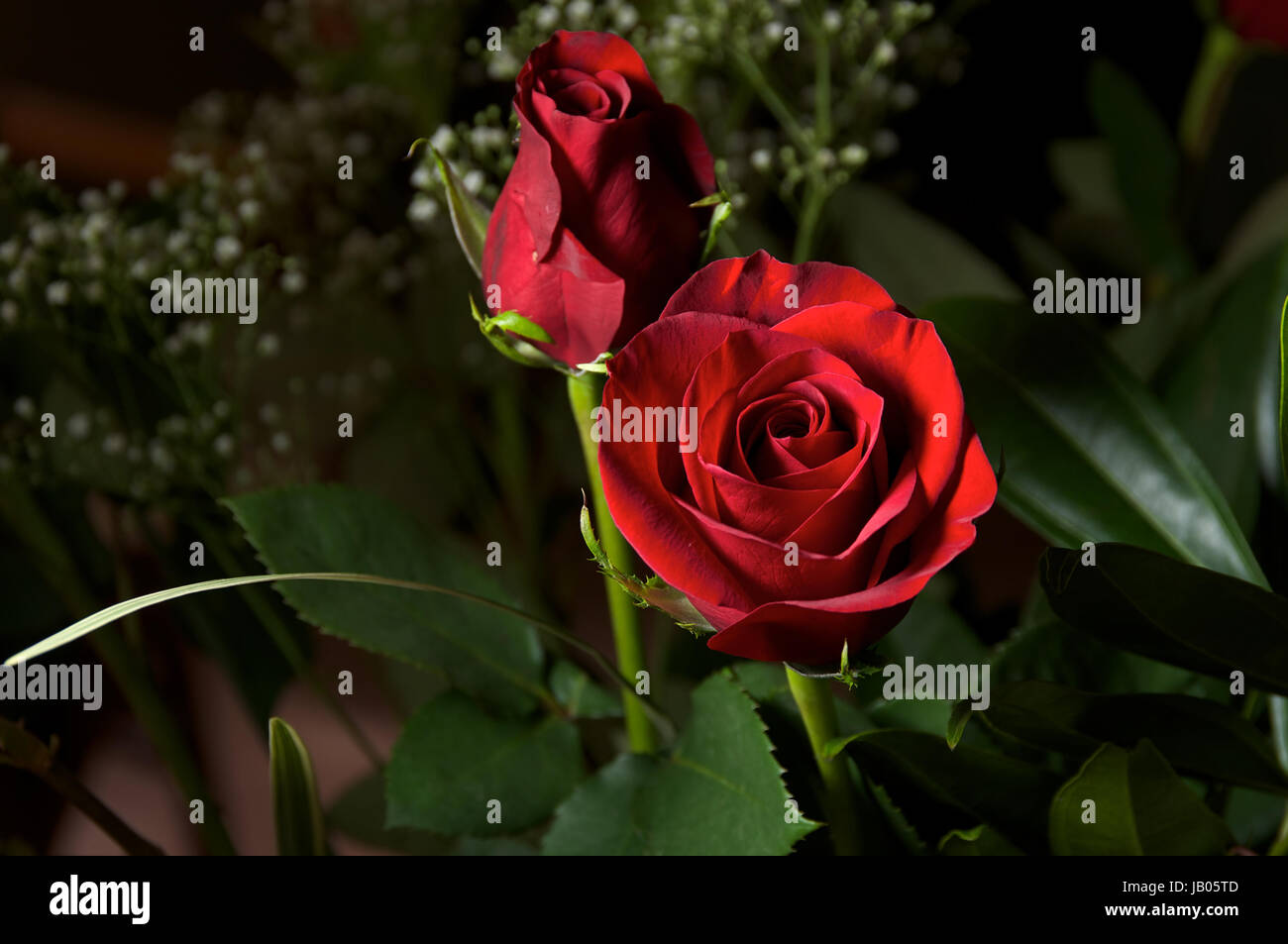 Main light is focused on the flower of a red rose in partial bloom ...