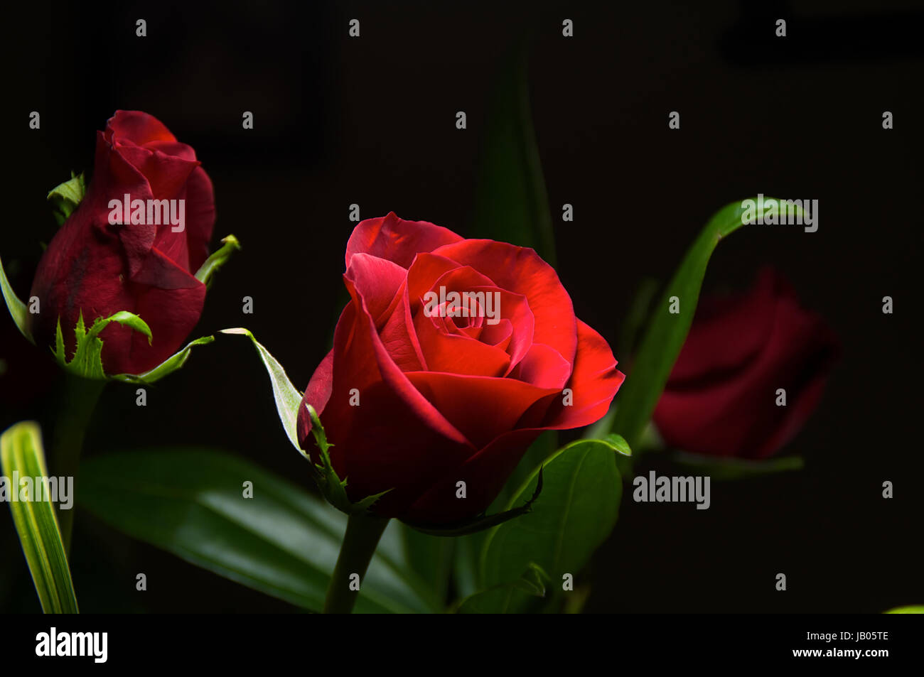 Main light is focused on the flower of a red rose in partial bloom ...