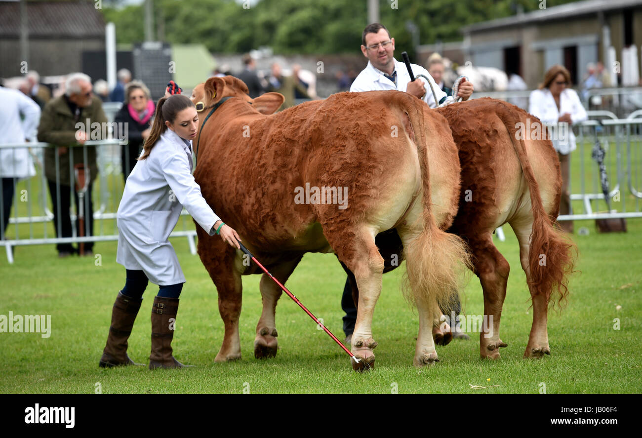 Ardingly Sussex, UK. 8th June, 2017. Cattle on show at the South of ...
