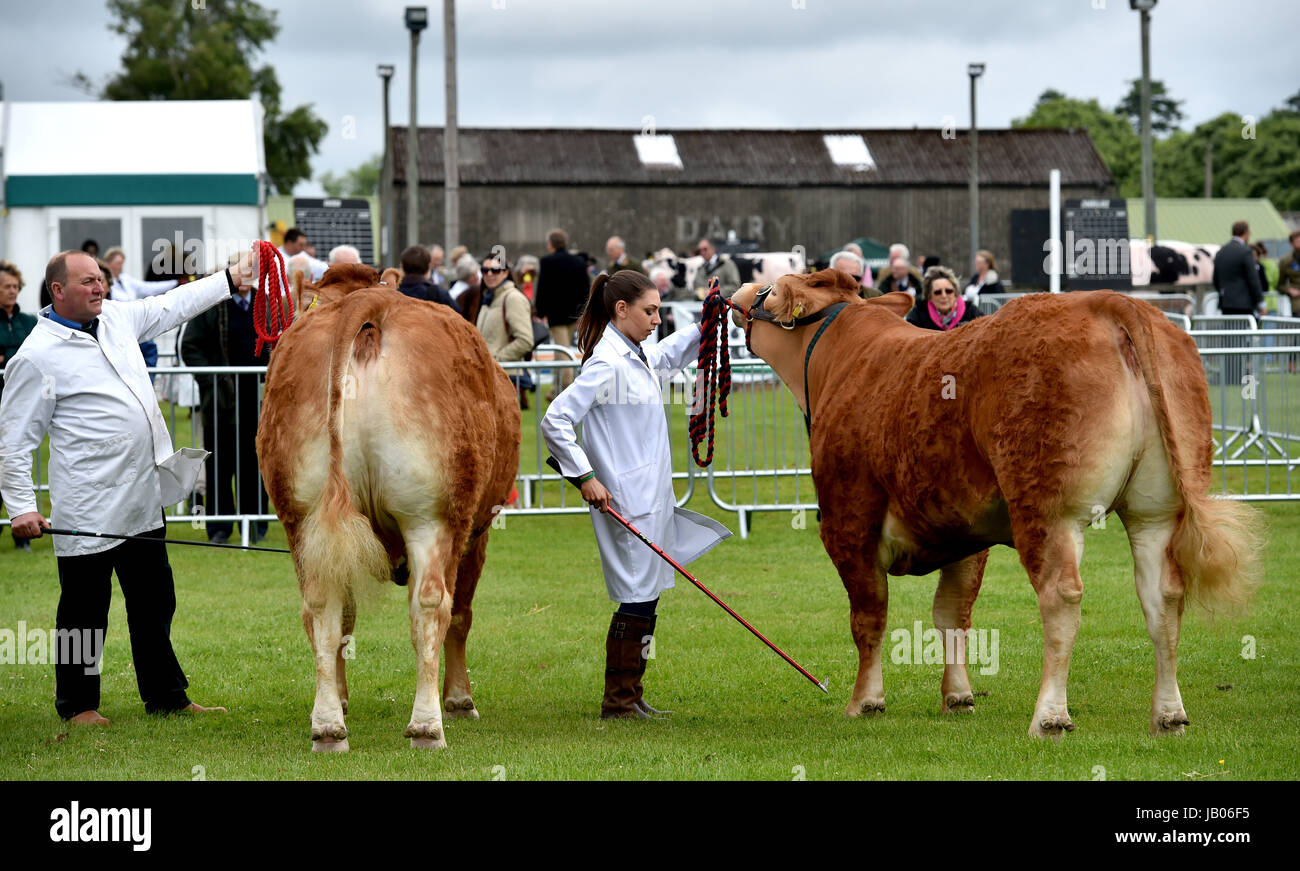 Ardingly Sussex, UK. 8th June, 2017. Cattle on show at the South of ...