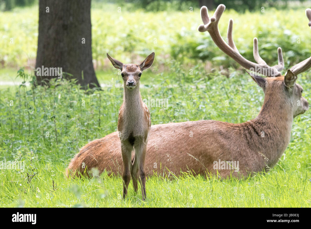 Bushy Park, West London, 8th June 2017. A red deer fawn tentatively ...