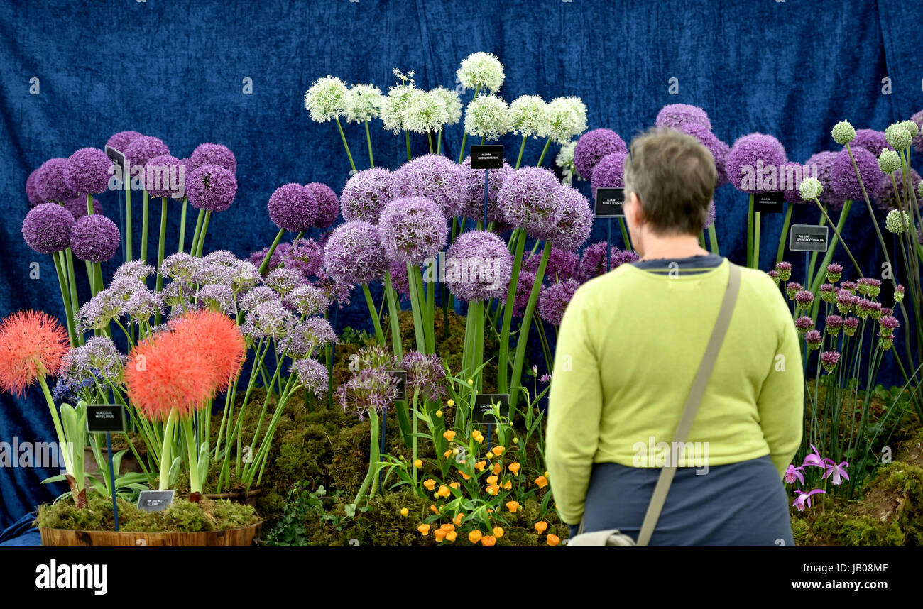 Ardingly Sussex, UK. 8th June, 2017. A beautiful display of Allium ...