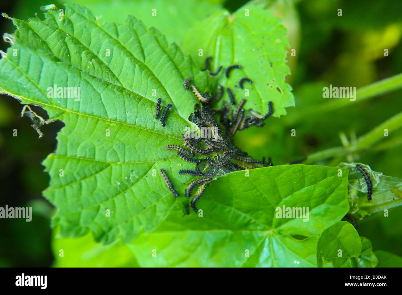 Attracts flying insects hi-res stock photography and images - Alamy