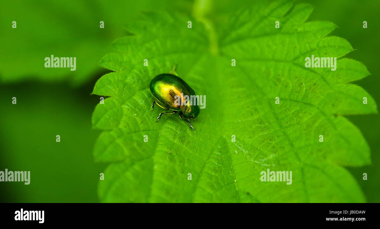 Attracts flying insects hi-res stock photography and images - Alamy