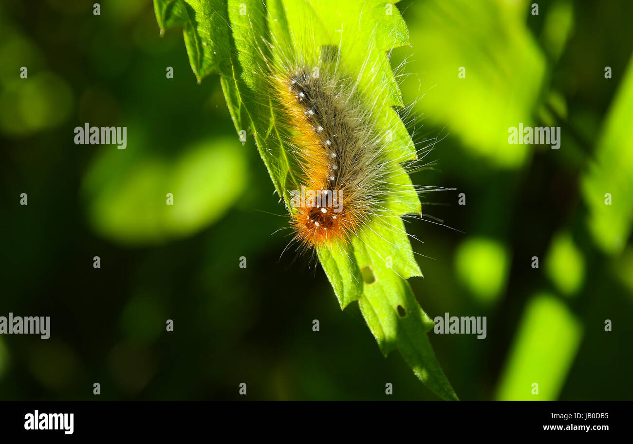 Attracts flying insects hi-res stock photography and images - Alamy