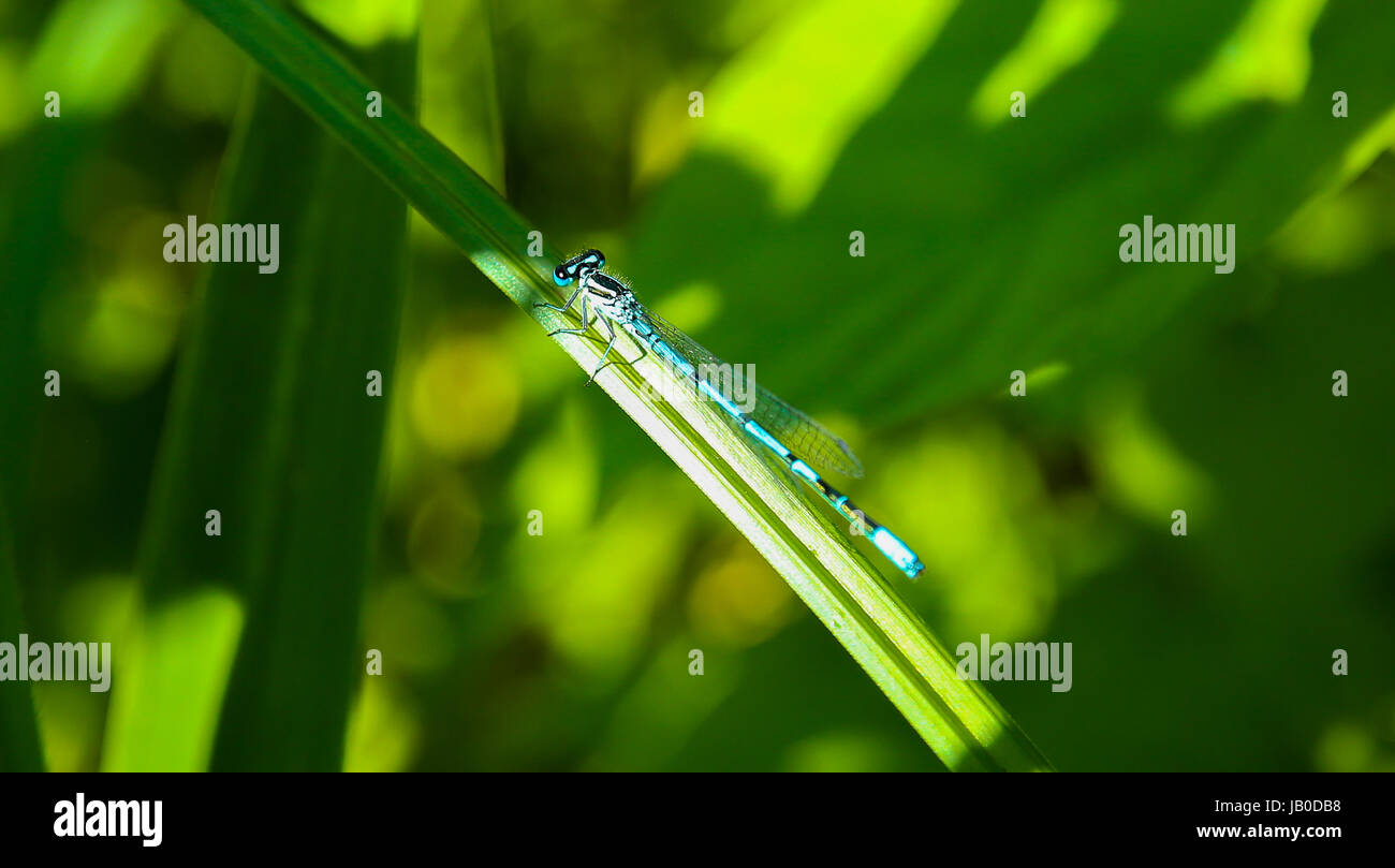 Attracts flying insects hi-res stock photography and images - Alamy