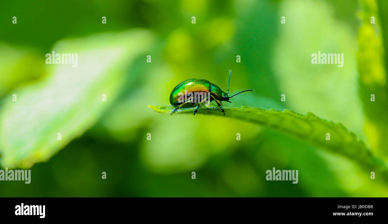 Attracts flying insects hi-res stock photography and images - Alamy
