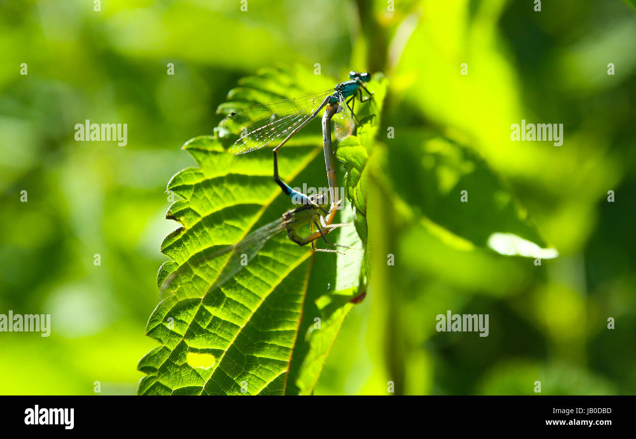 Attracts flying insects hi-res stock photography and images - Alamy