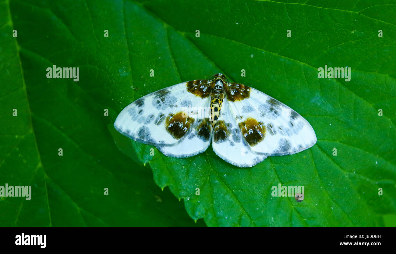 Attracts flying insects hi-res stock photography and images - Alamy