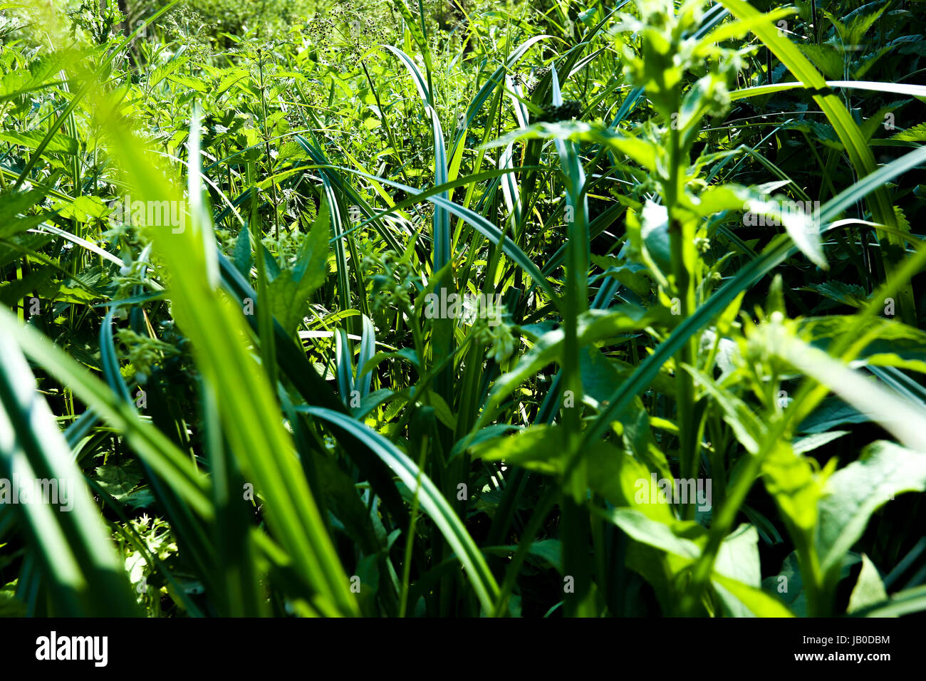 Attracts flying insects hi-res stock photography and images - Alamy