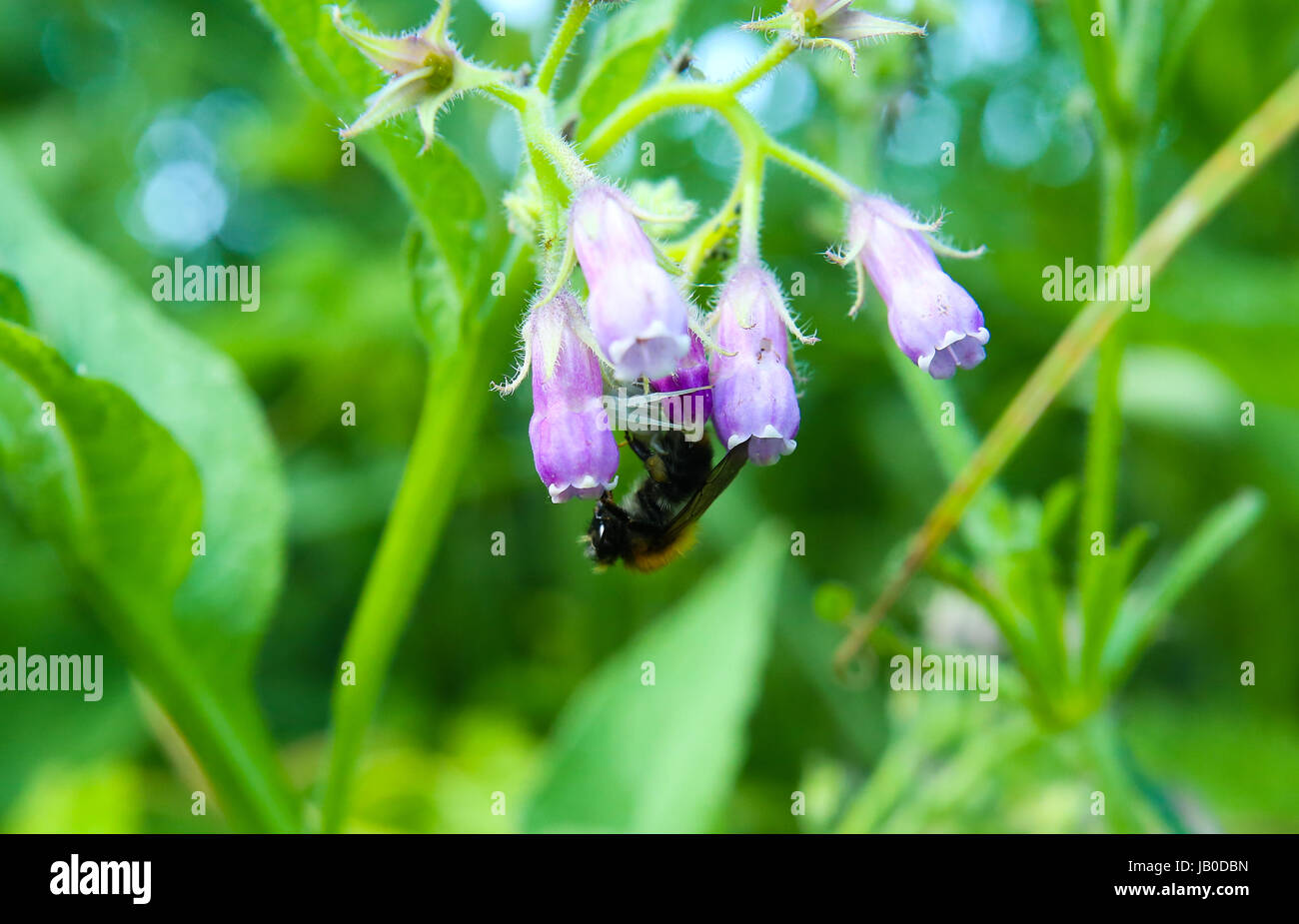 Attracts flying insects hi-res stock photography and images - Alamy