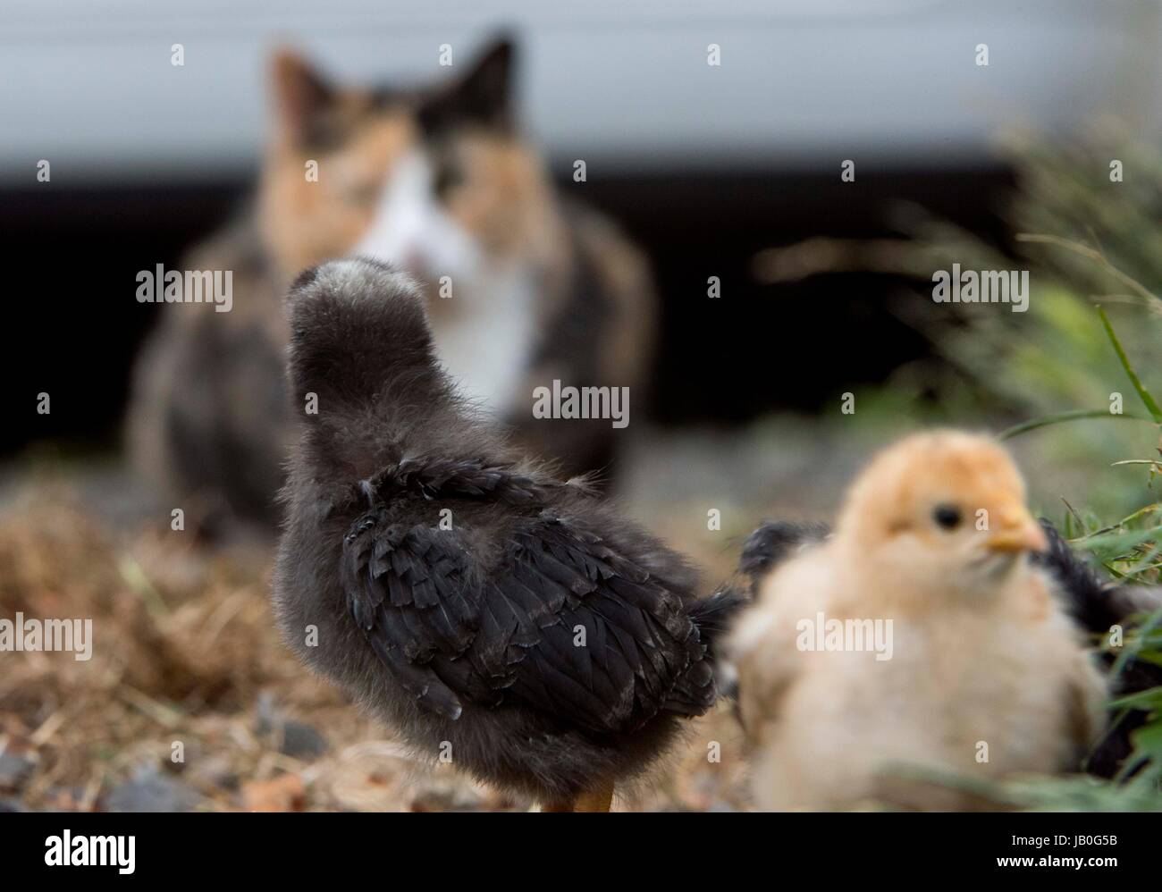 Roseburg, OREGON, USA. 8th June, 2017. A cat keeps a close watch as ...
