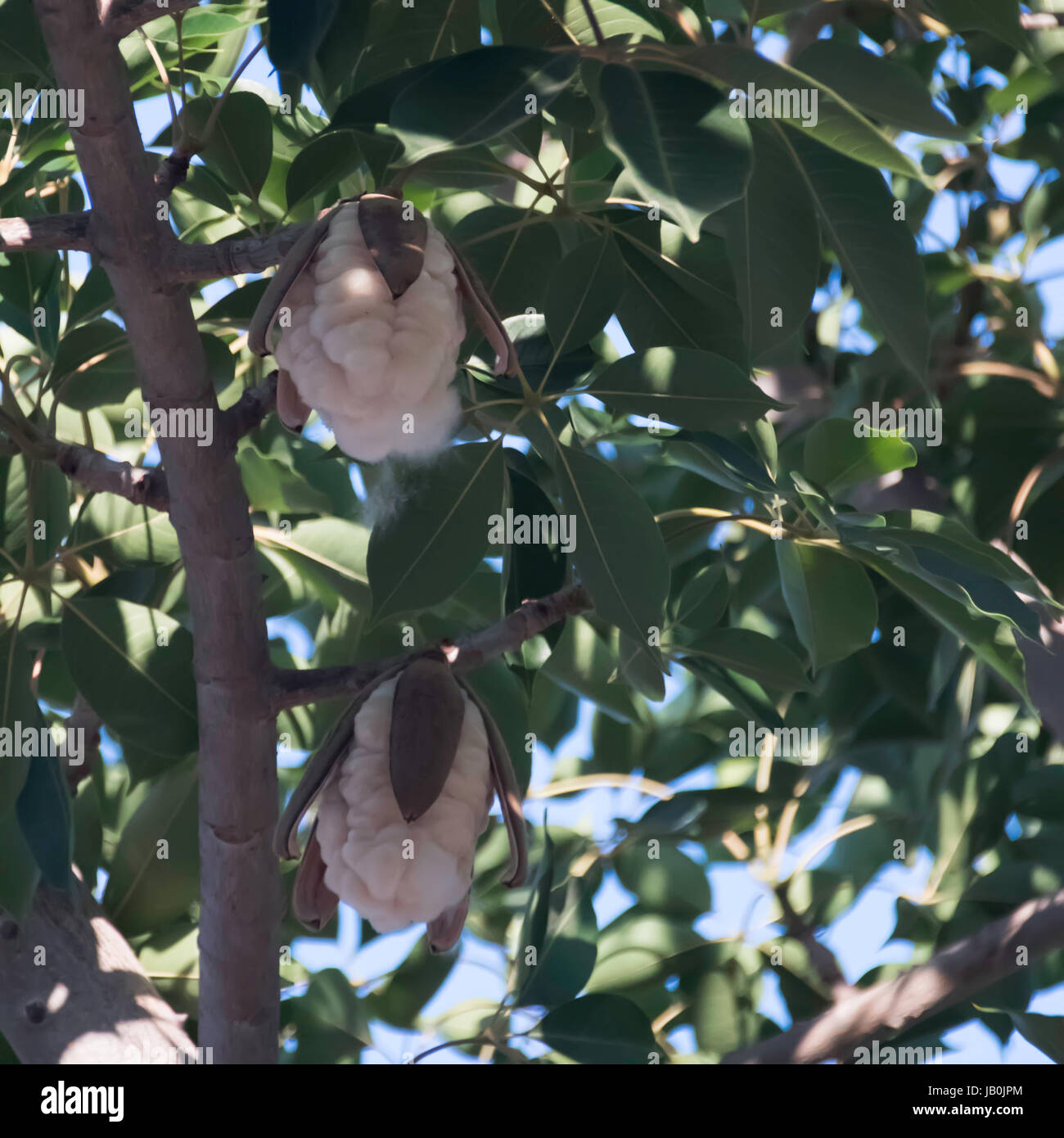 Foliage ball hi-res stock photography and images - Alamy